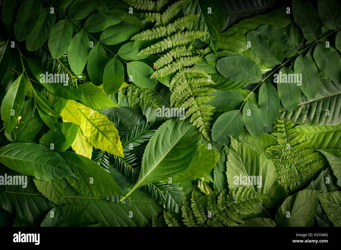 Creative layout foliage forest wild leaves. top view. Nature concept ...