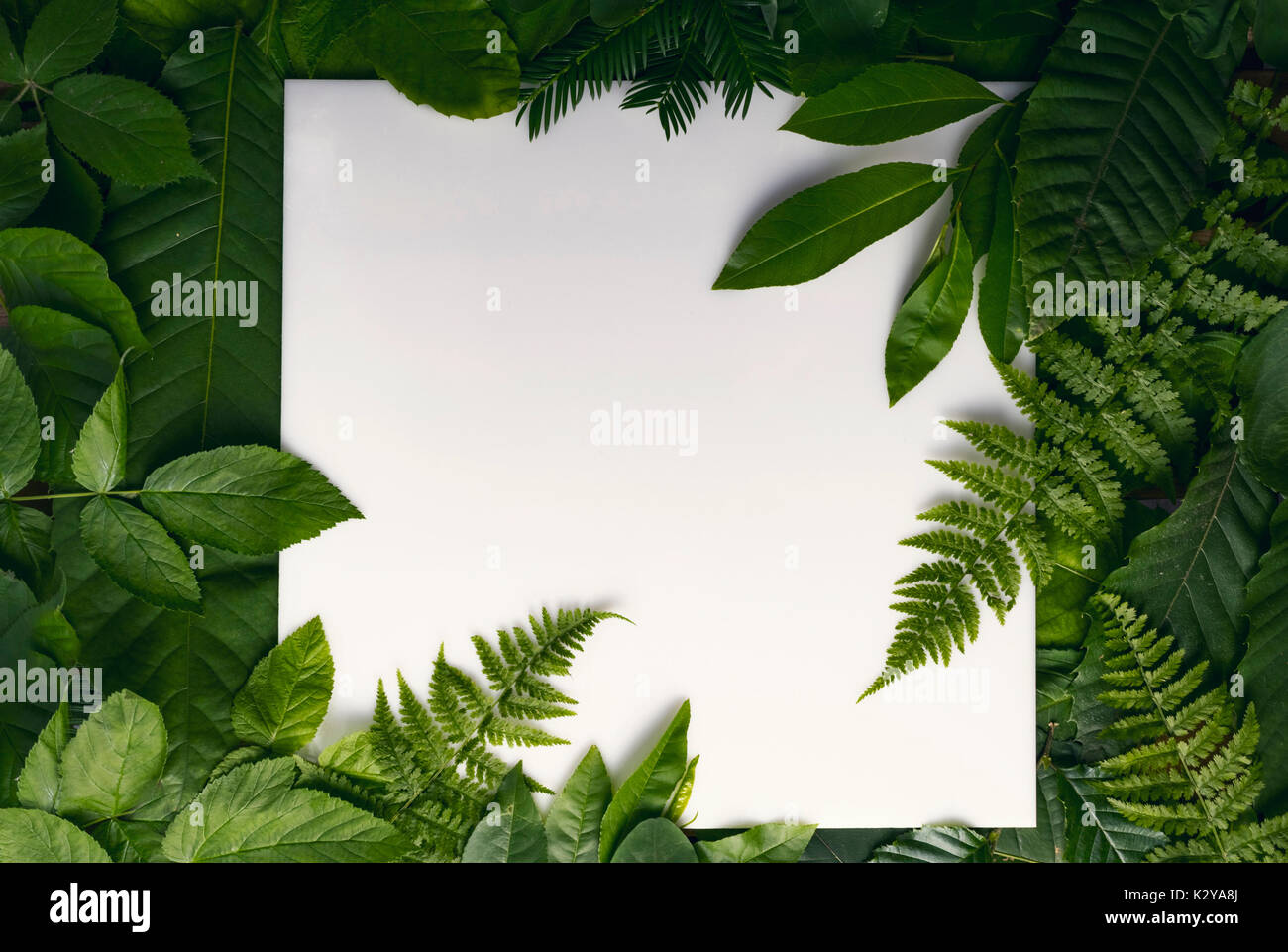 Creative layout foliage forest leaves with paper card note. top view ...