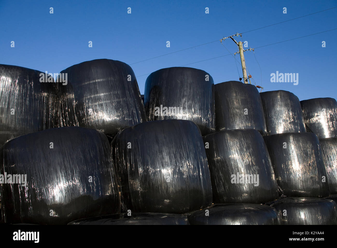 Bales of Sileage/Haylage,Wrapped Stock Photo - Alamy
