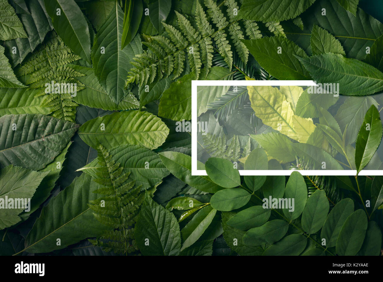 top view of creative layout made out of wild forest leaves with paper ...