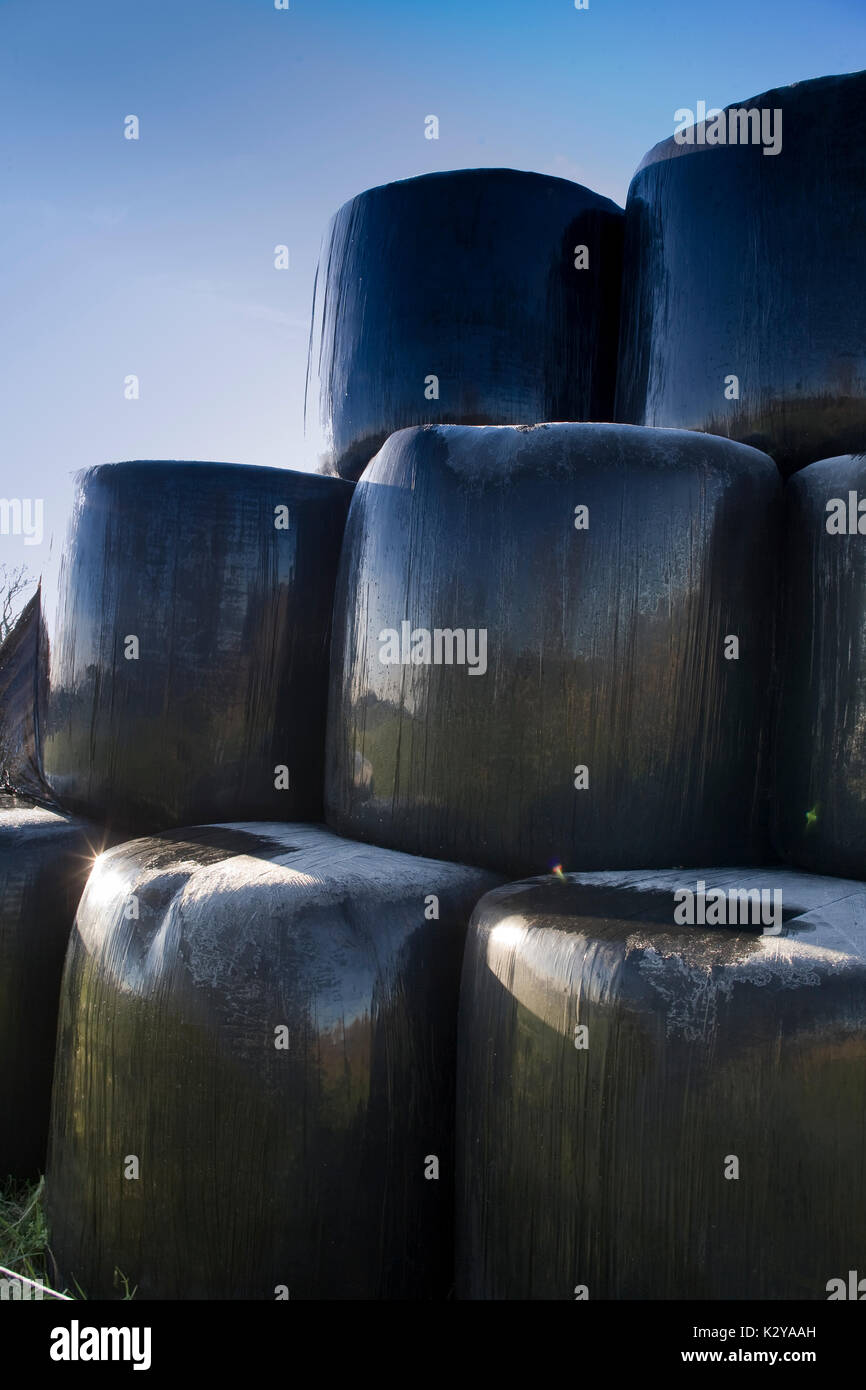 Bales of Sileage/Haylage, Wrapped Stock Photo - Alamy