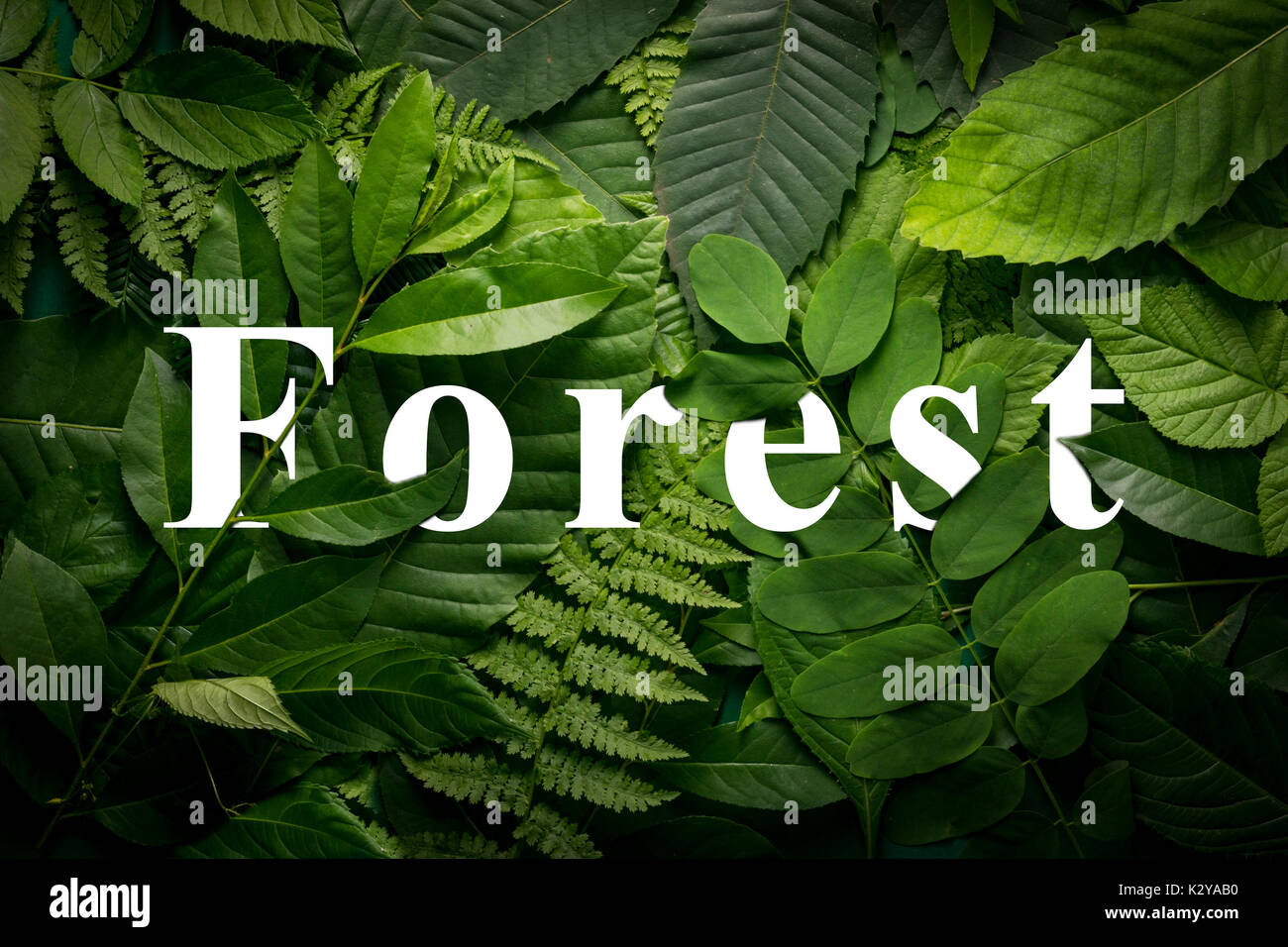 top view of creative layout made out of wild forest leaves. Flat lay ...