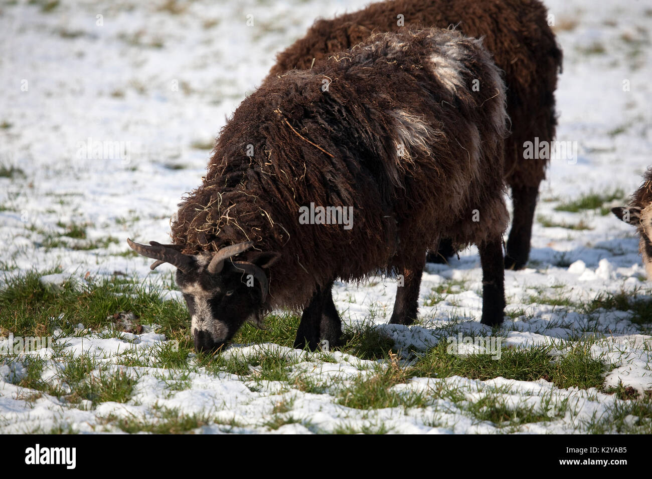 Jacob snow hi-res stock photography and images - Alamy