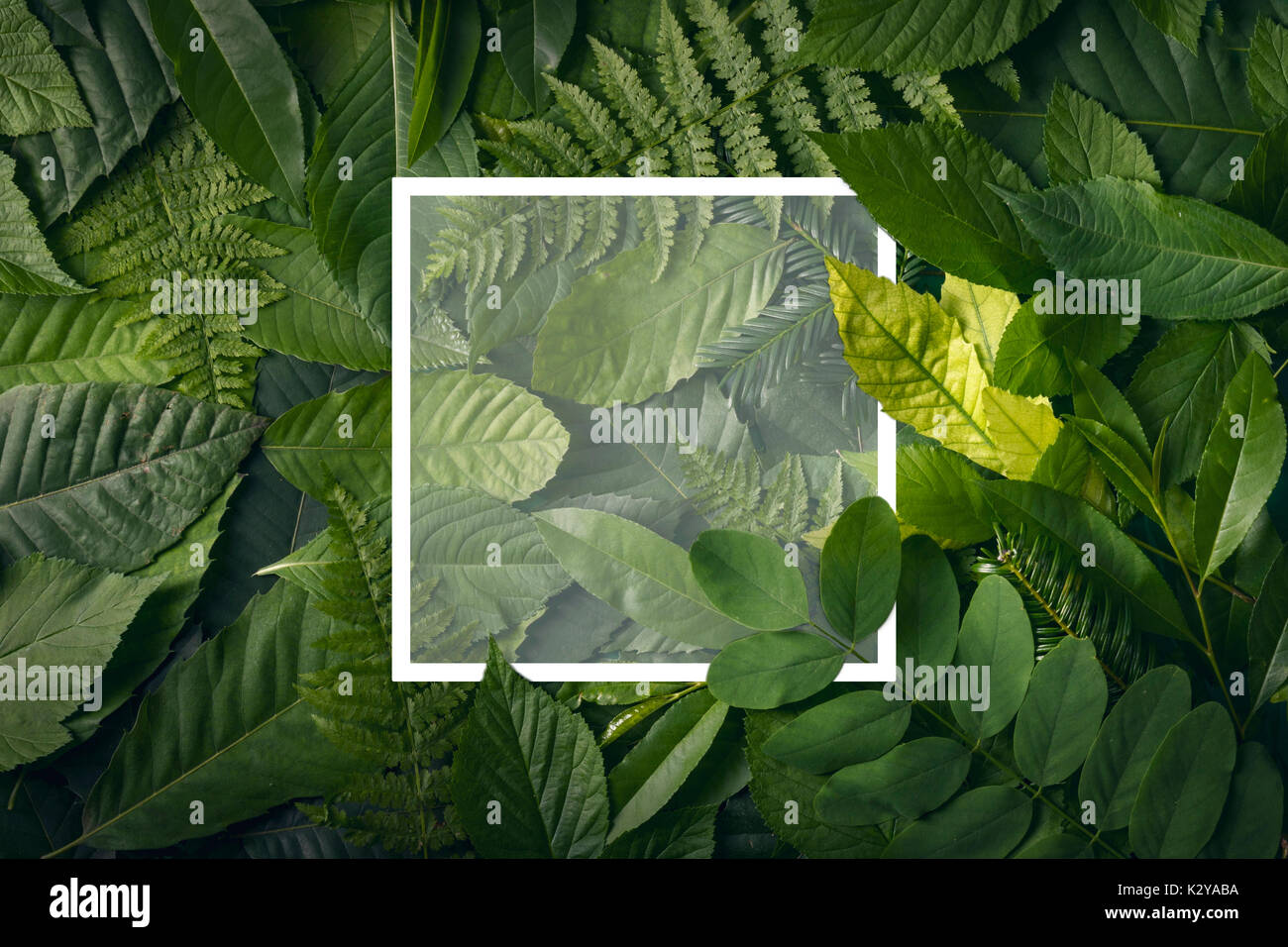 top view of creative layout made out of wild forest leaves with paper ...