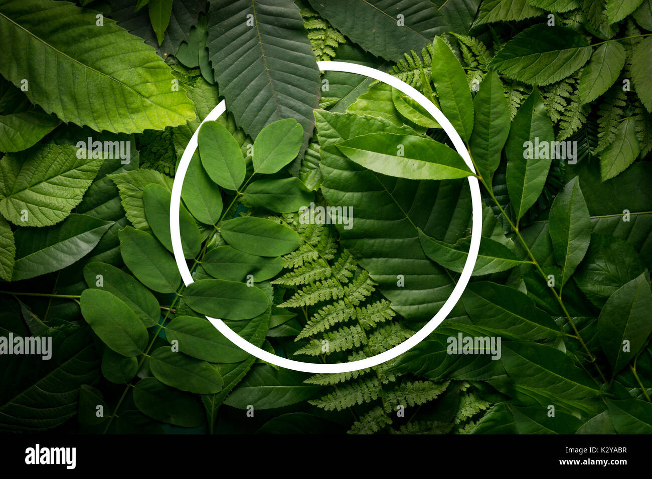 top view of creative layout made out of wild forest leaves with paper ...