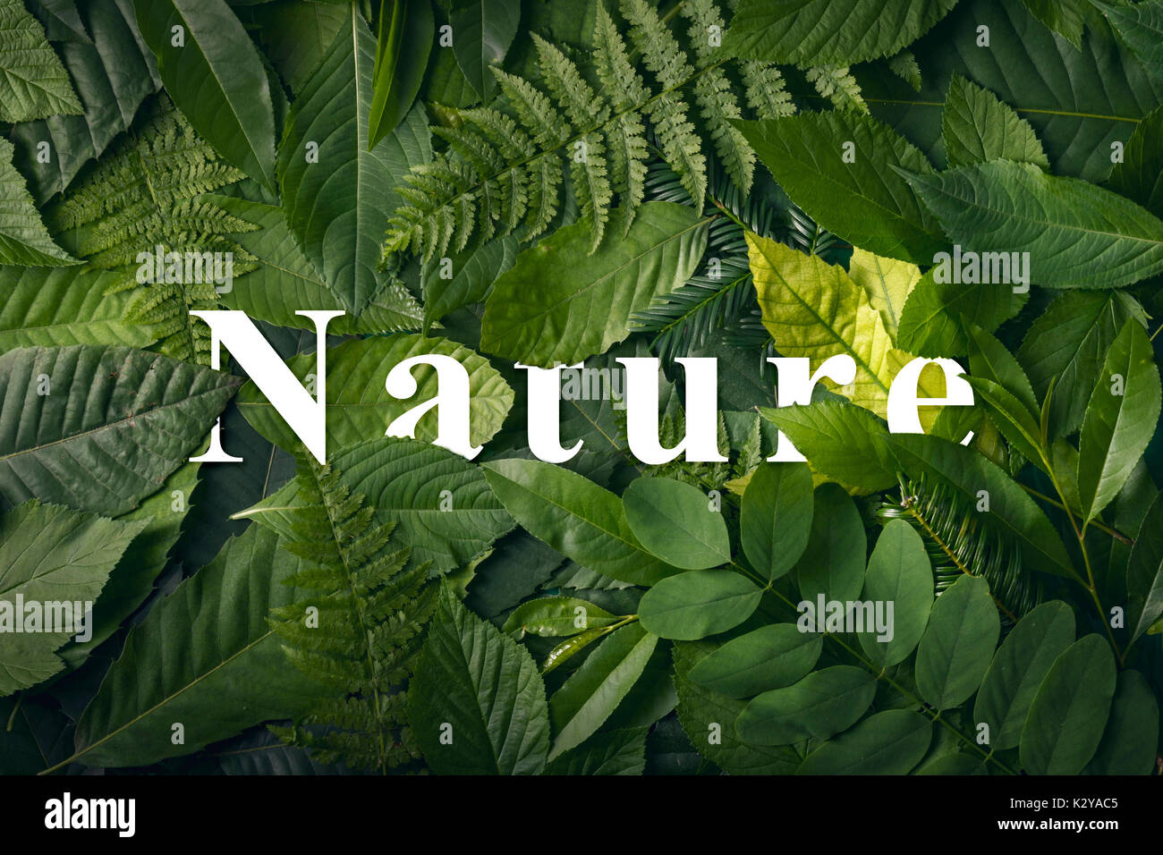 top view of creative layout made out of wild forest leaves. Flat lay ...