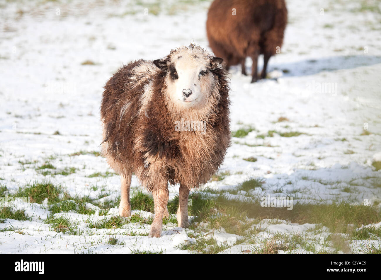 Jacob Sheep, Winter Stock Photo - Alamy