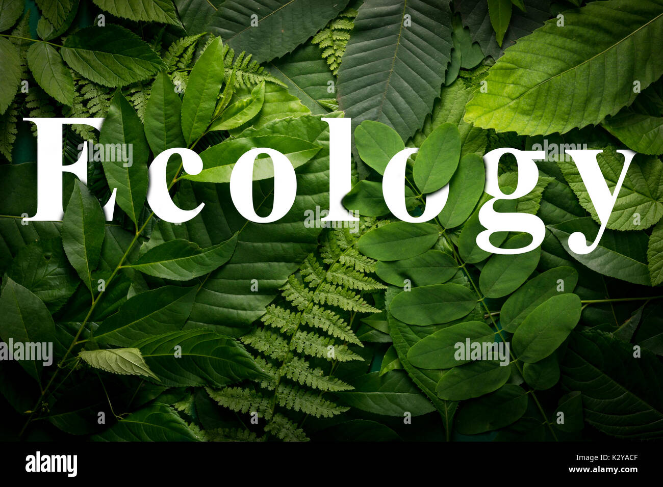 top view of creative layout made out of wild forest leaves. Flat lay ...