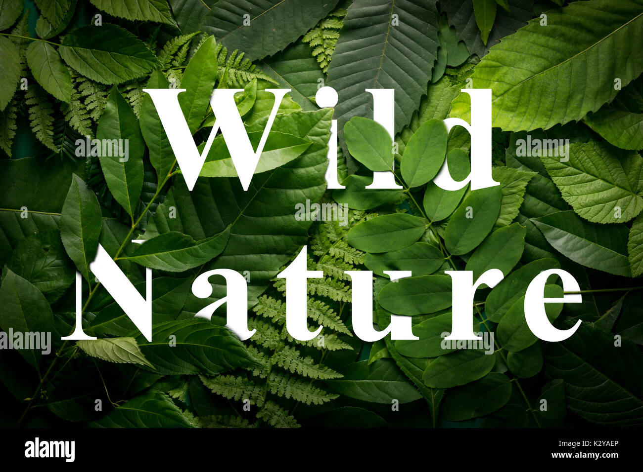 top view of creative layout made out of wild forest leaves. Flat lay ...