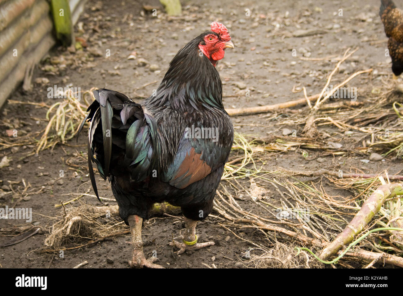 Cornish Game Cock,Hens Stock Photo - Alamy