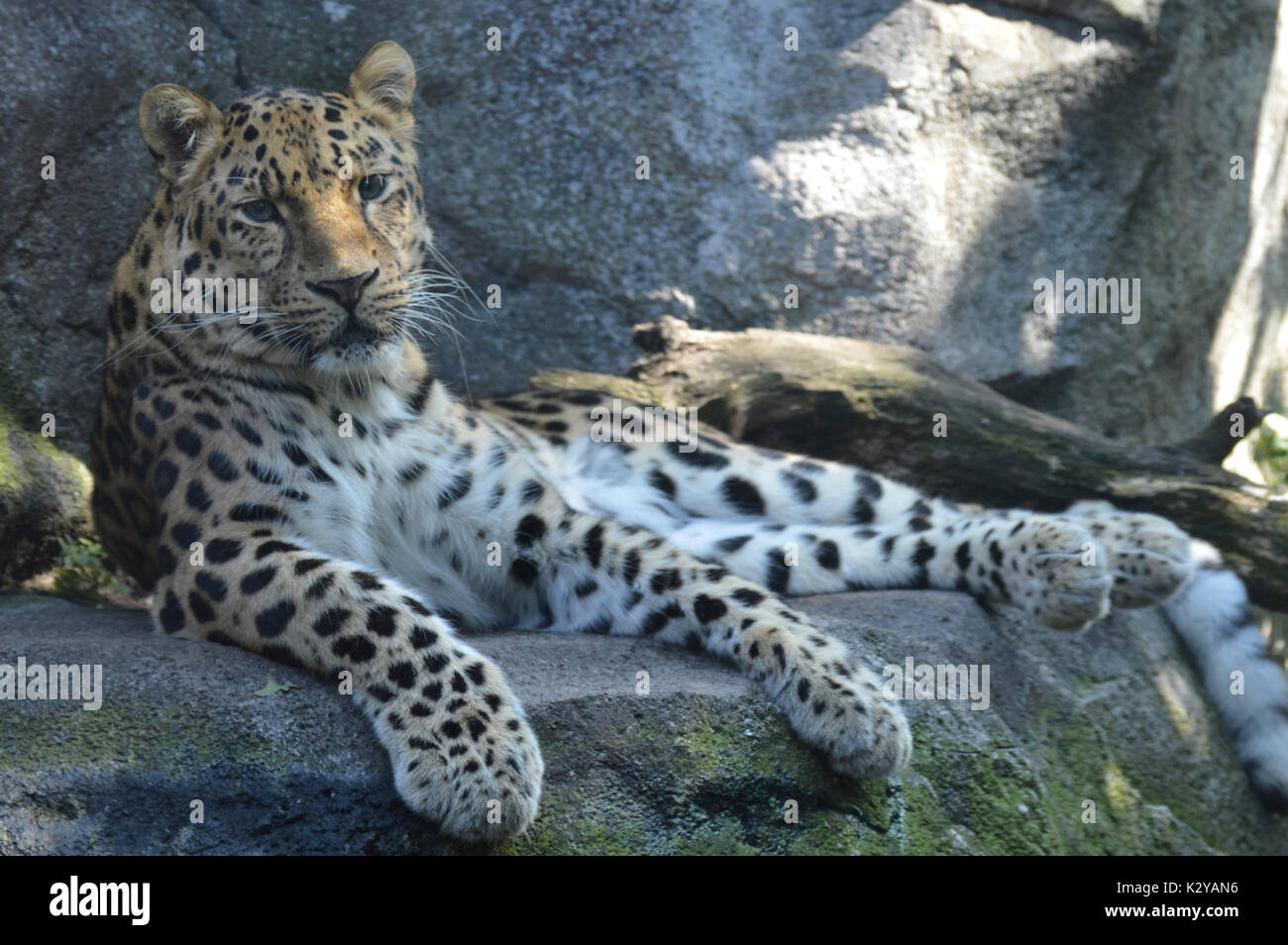 Leopard spots rocks hi-res stock photography and images - Alamy