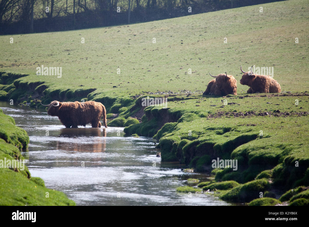 Highland Cattle group Stock Photo - Alamy