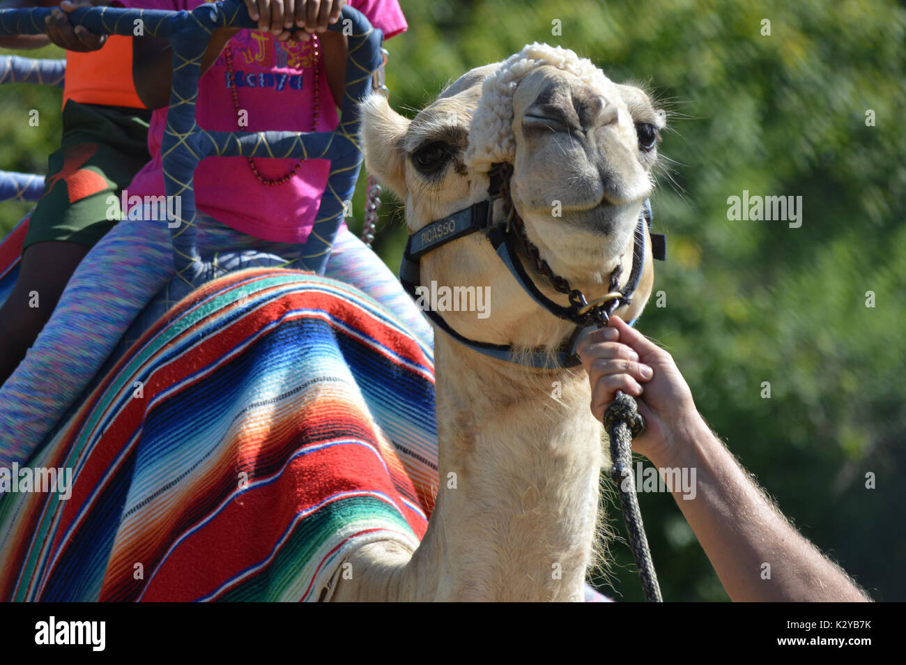 Camel halter hi-res stock photography and images - Alamy