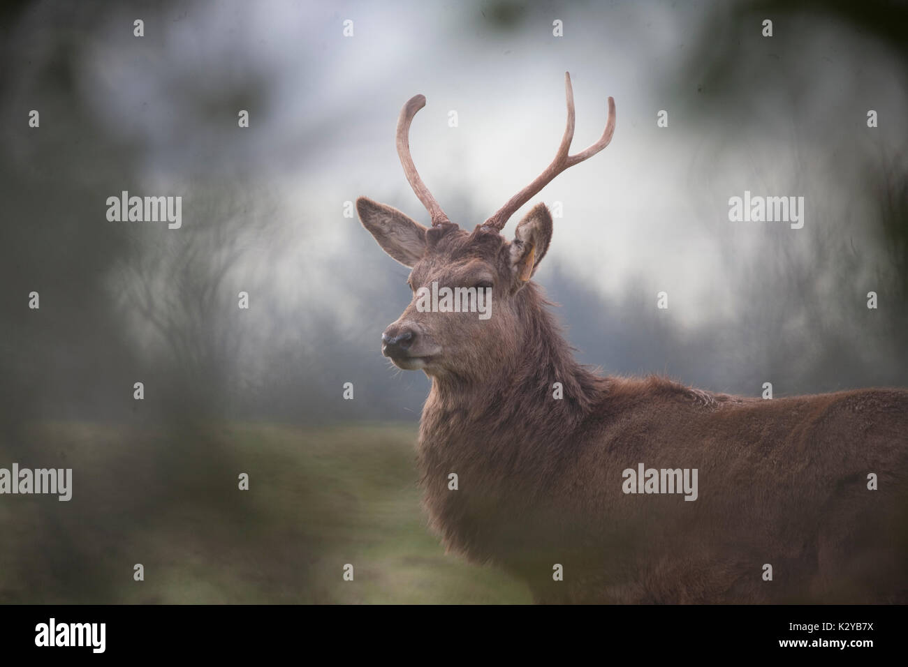 Venison farming hi-res stock photography and images - Alamy
