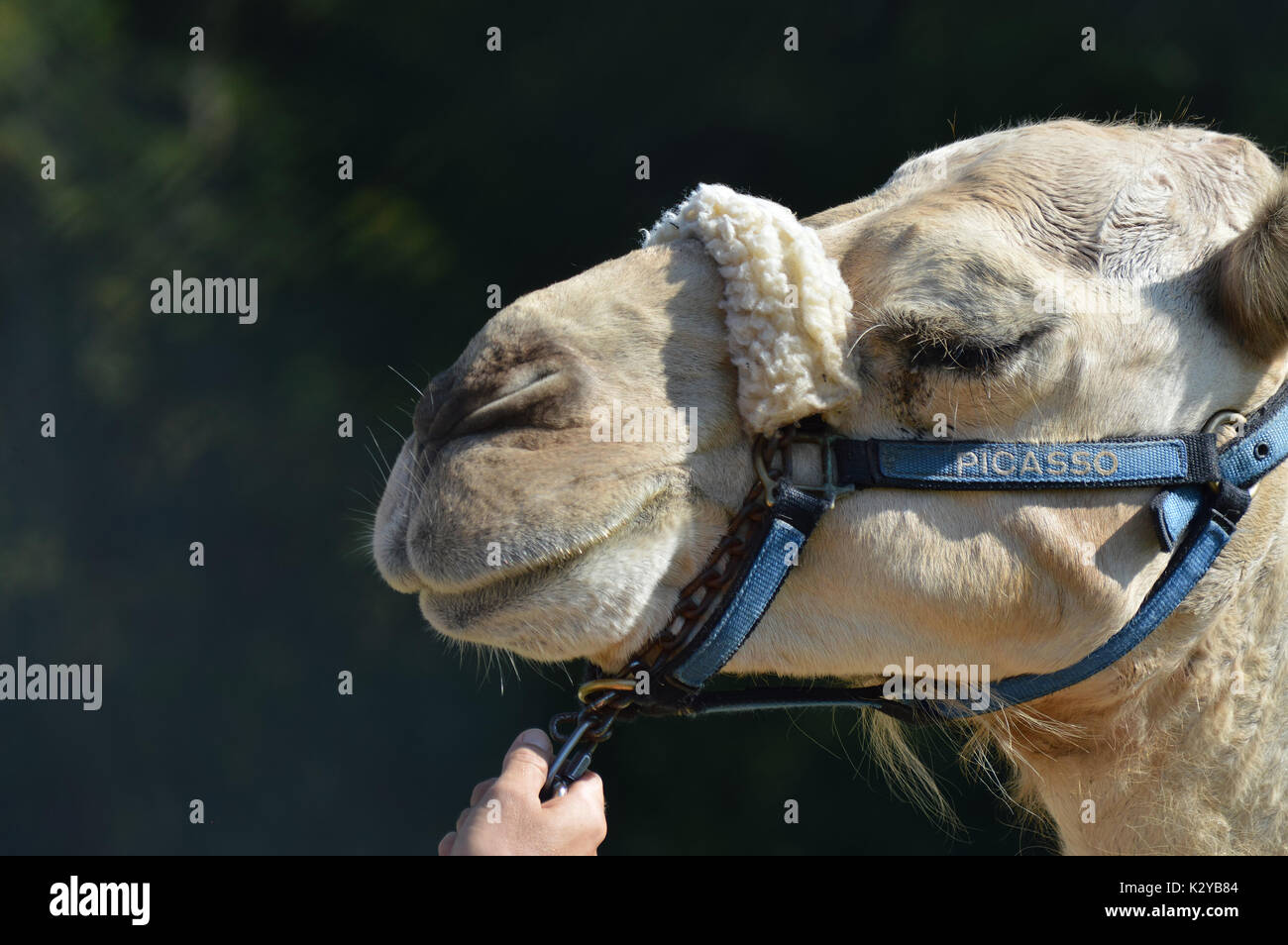 Camel halter hi-res stock photography and images - Alamy