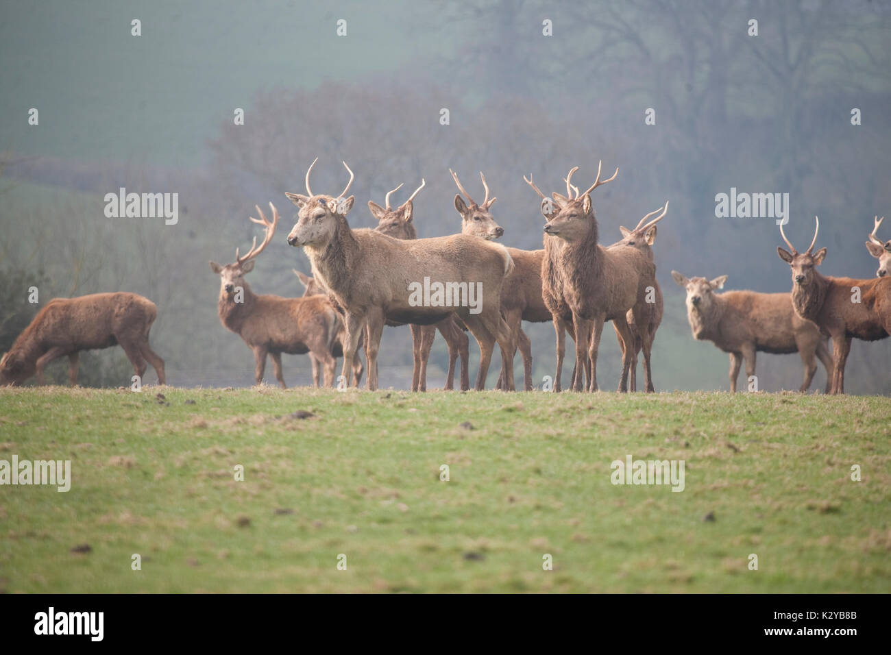 Venison farming hi-res stock photography and images - Alamy