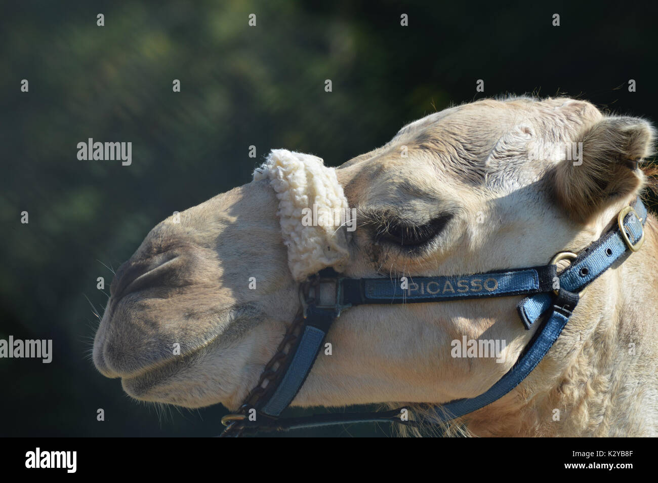 Camel halter hi-res stock photography and images - Alamy