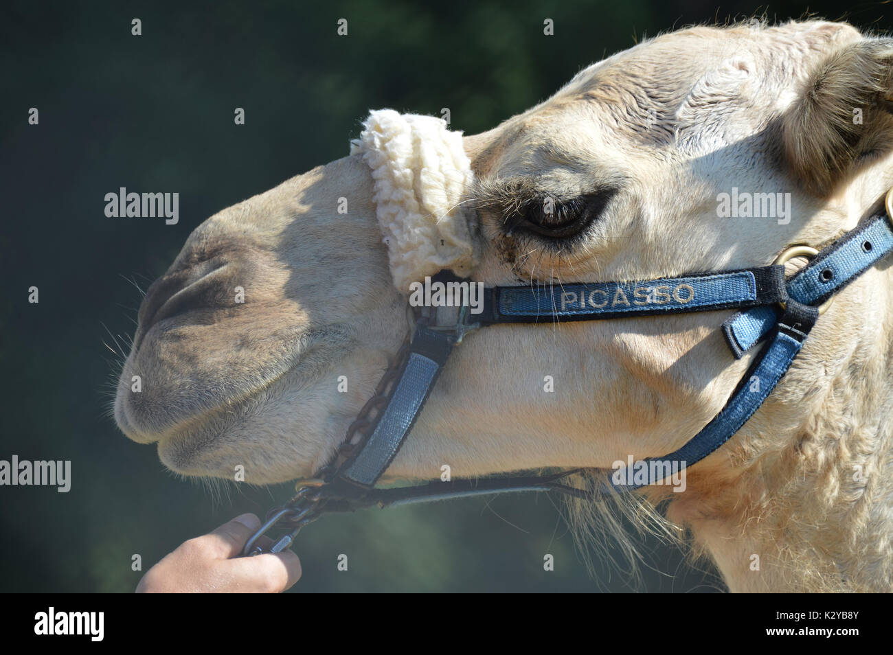 Camel halter hi-res stock photography and images - Alamy