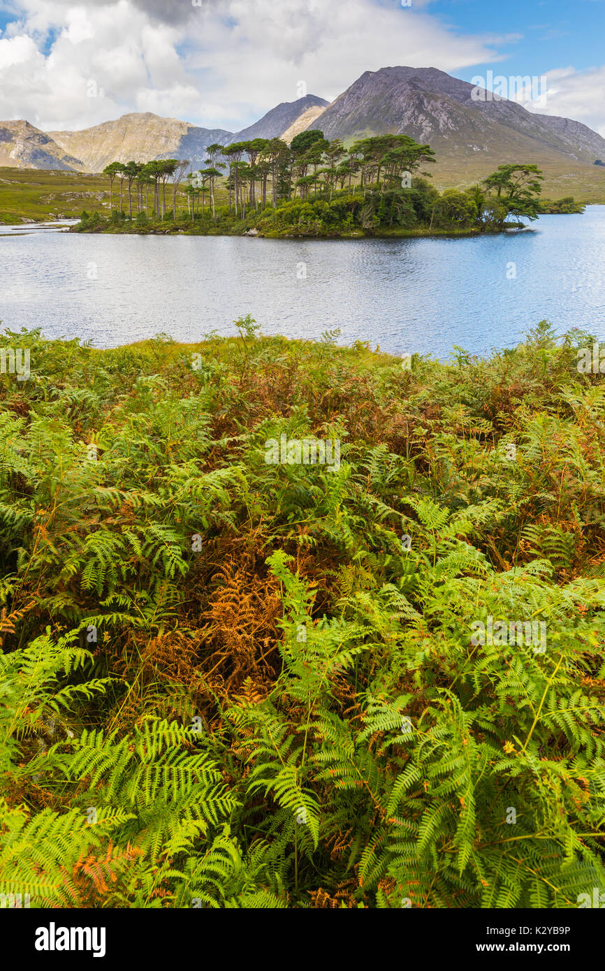 Pines island of derryclare lake hi-res stock photography and images - Alamy