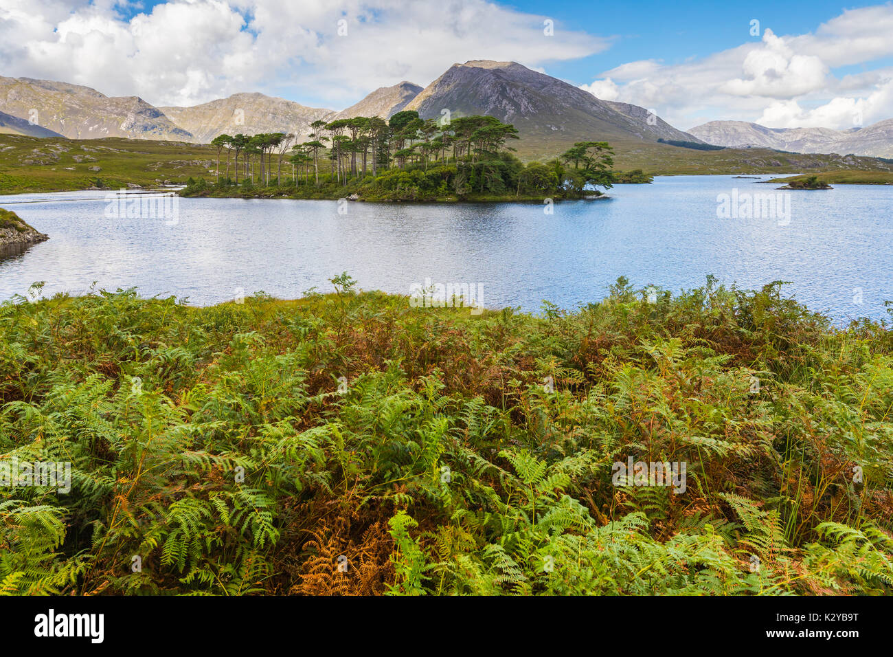 Pines island of derryclare lake hi-res stock photography and images - Alamy