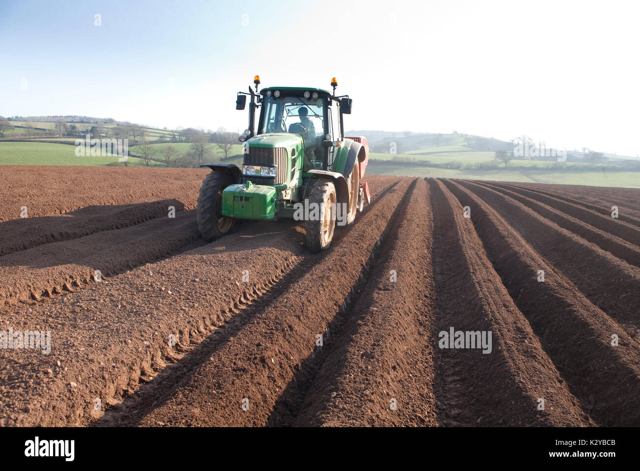 Preparing and planting organic potatoes Stock Photo - Alamy