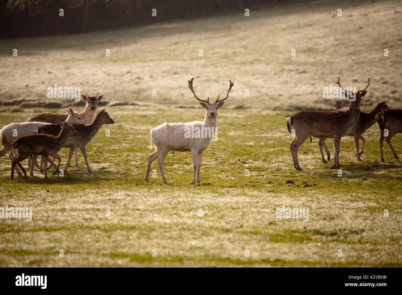 White Deer Male (Stag Stock Photo - Alamy