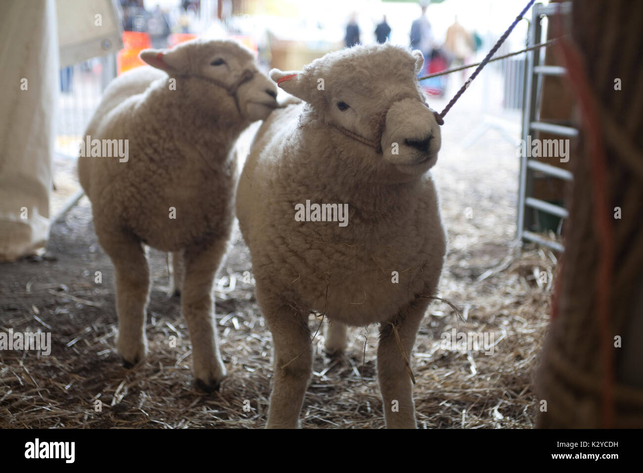 Sheep, Devon County Show 2009 Stock Photo - Alamy