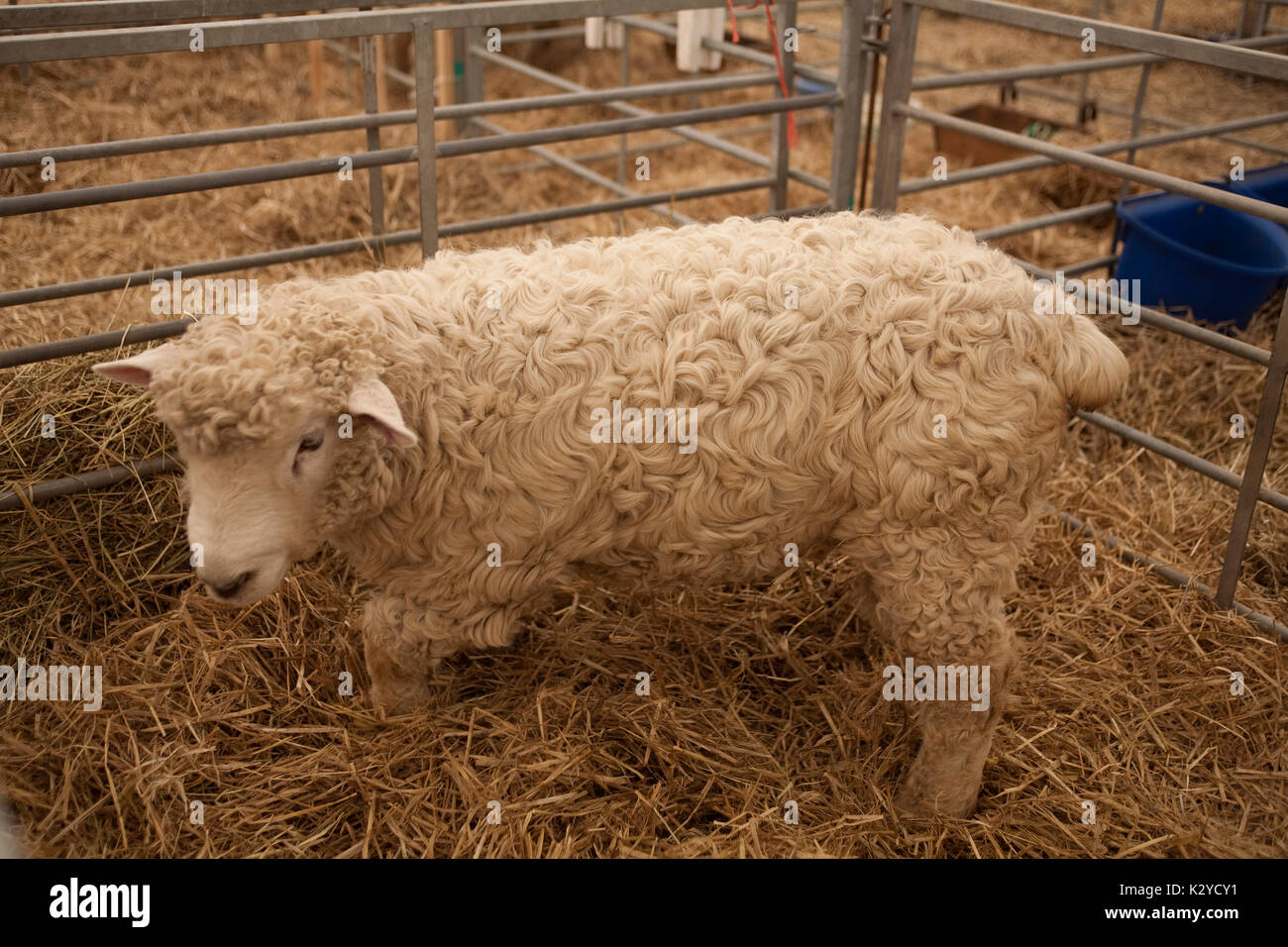 Devon county fair hi-res stock photography and images - Alamy