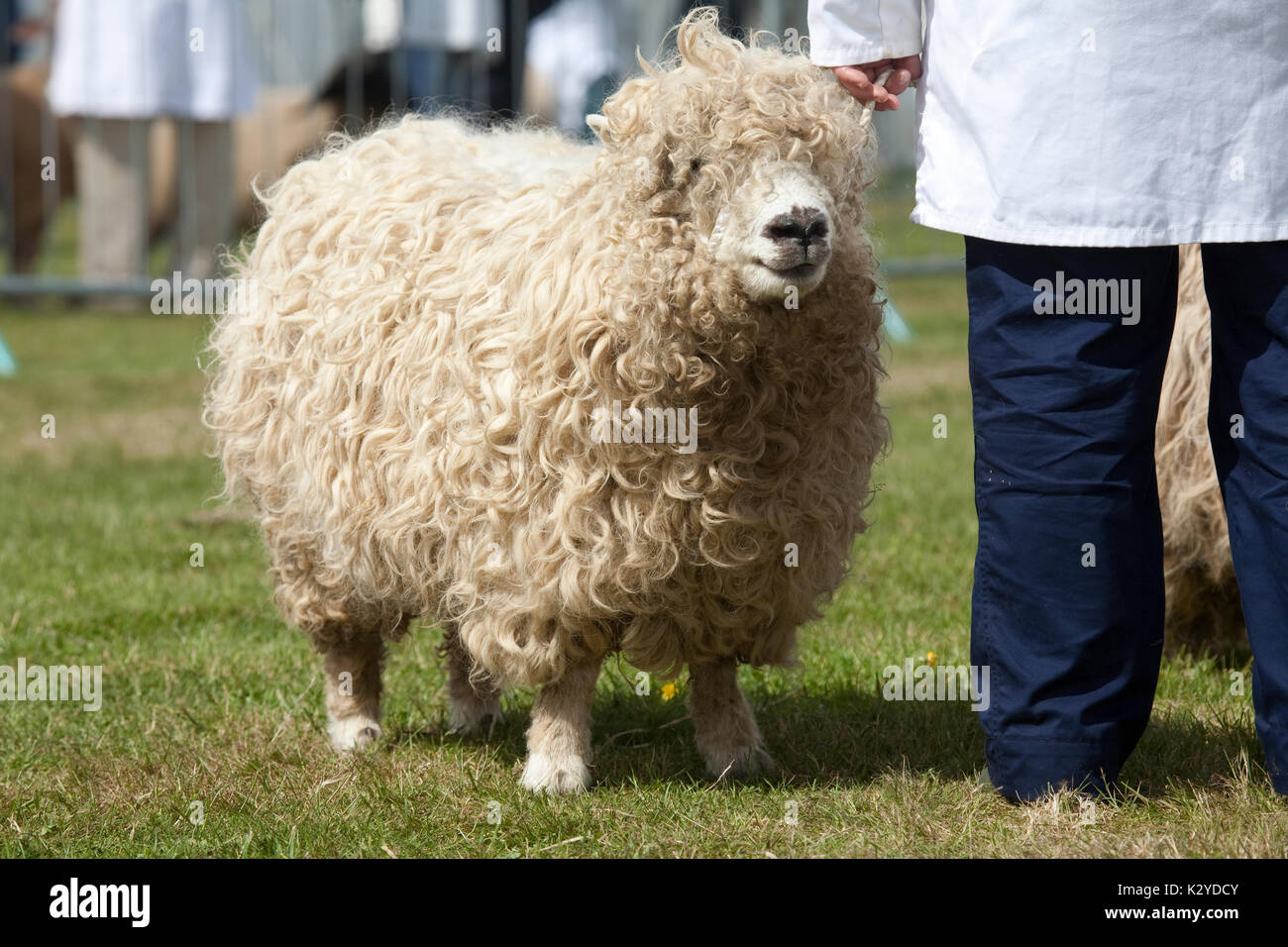 Devon county fair hi-res stock photography and images - Alamy
