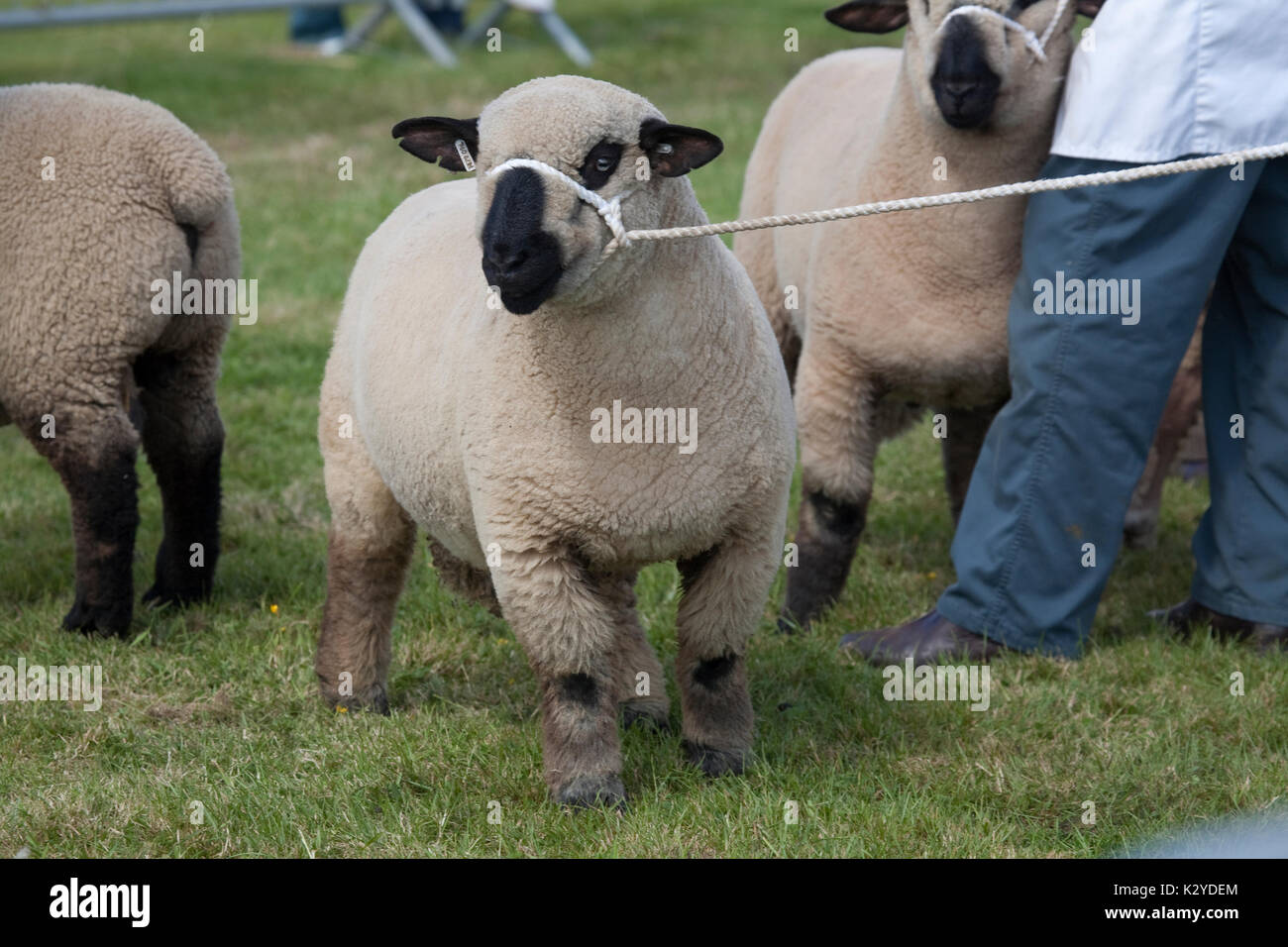 Judging sheep hi-res stock photography and images - Alamy