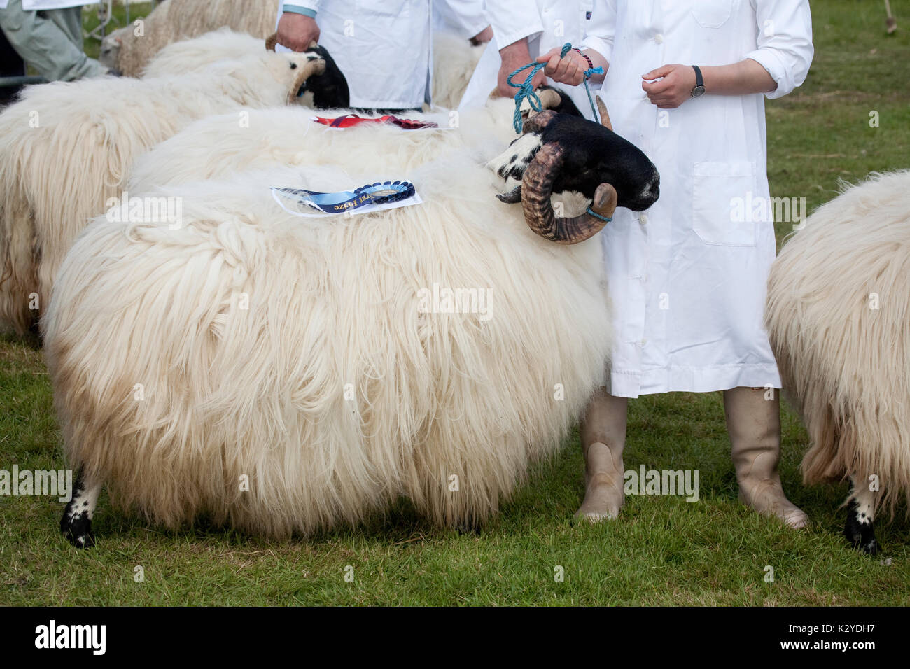 Devon county fair hi-res stock photography and images - Alamy