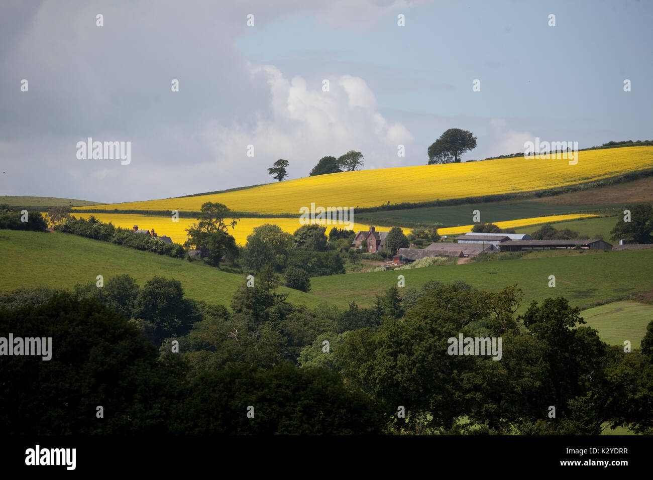 Oil seed hi-res stock photography and images - Alamy