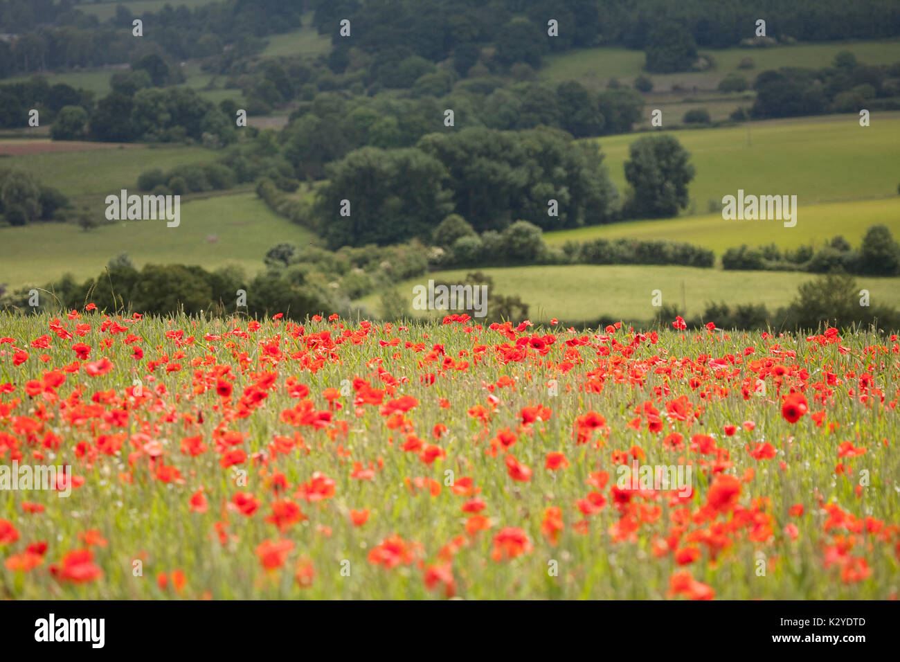 Poppy views hi-res stock photography and images - Alamy