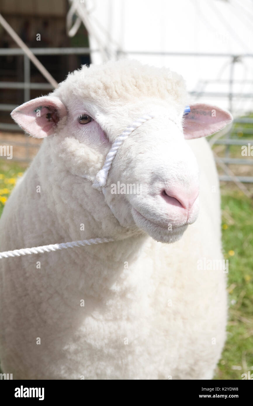Devon County Show 2009, Judging sheep Stock Photo - Alamy