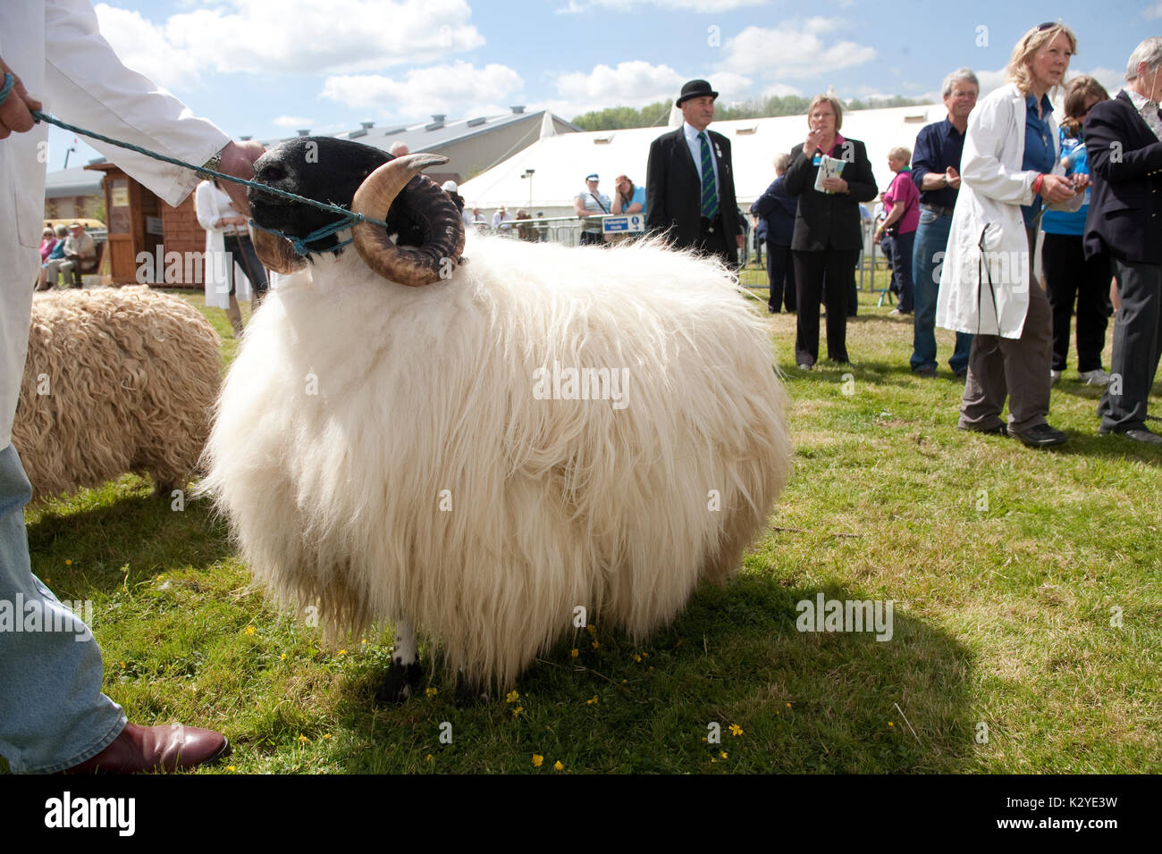 Devon county fair hi-res stock photography and images - Alamy