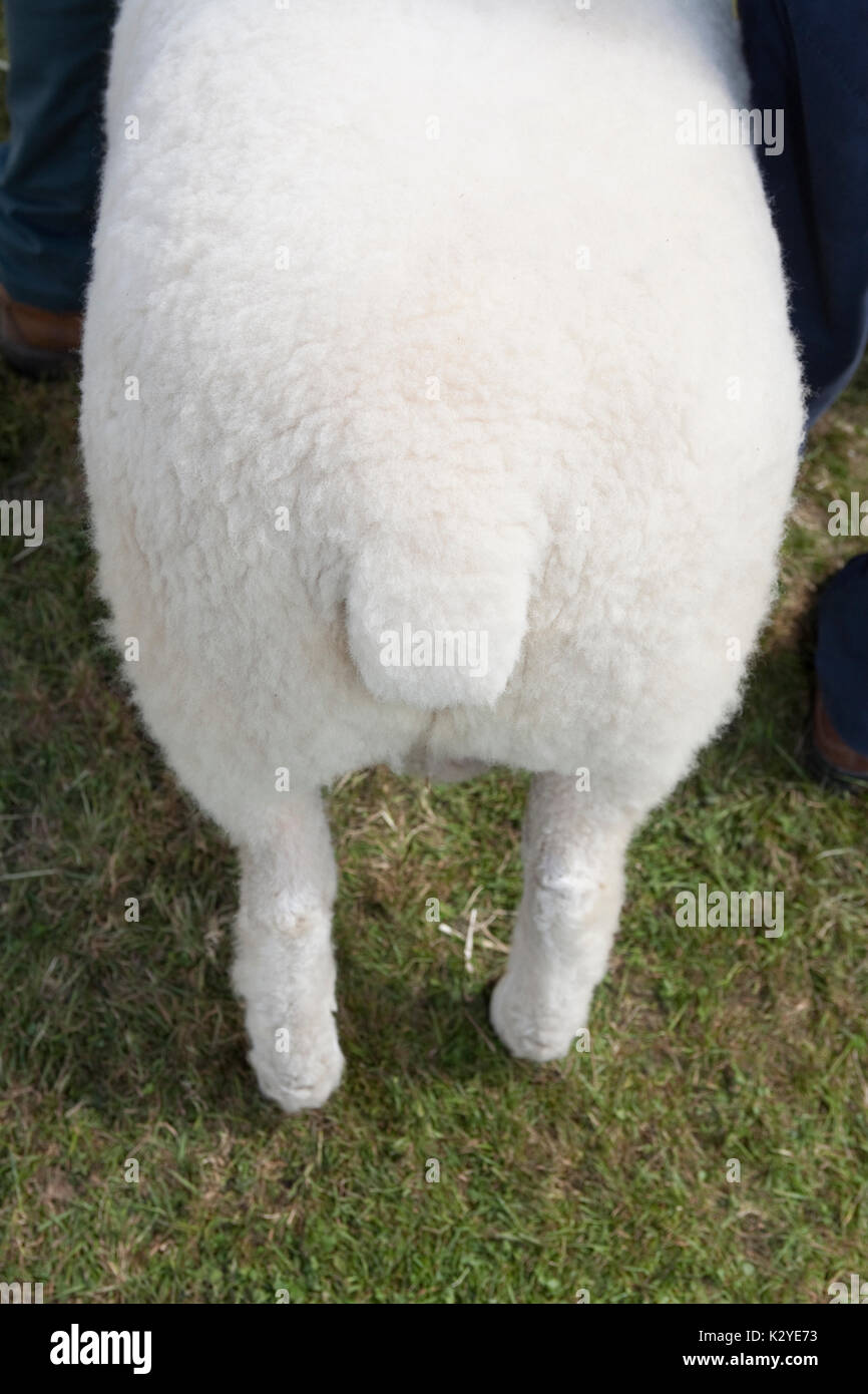 Prize winning sheep rosette hi-res stock photography and images - Alamy