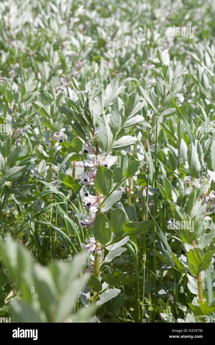 Fields of beans hi-res stock photography and images - Alamy