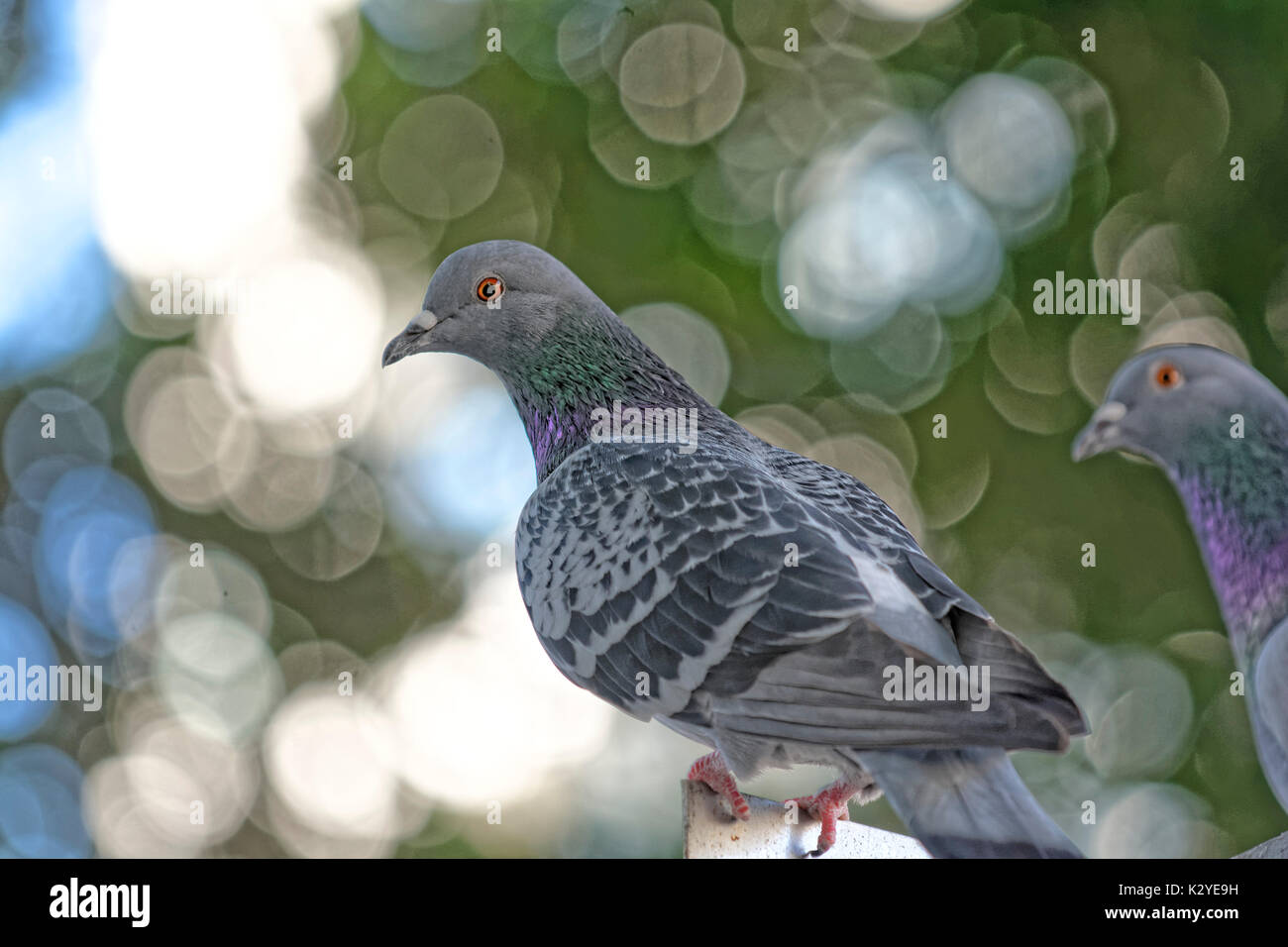 A photo of a pigeon, taken in Tel Aviv Israel Stock Photo - Alamy