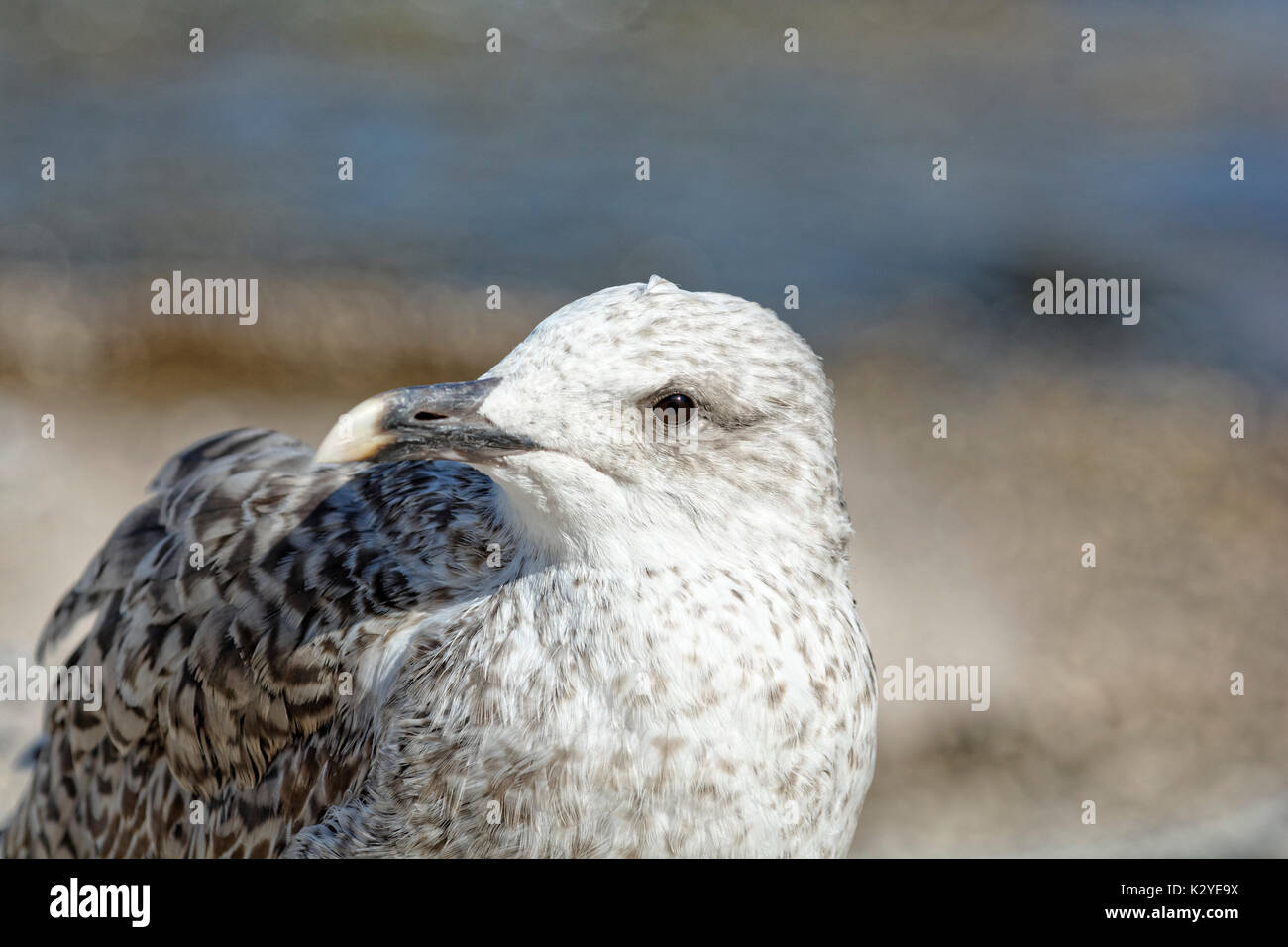 A photo of a Seagull taken in Capri Italy Stock Photo - Alamy