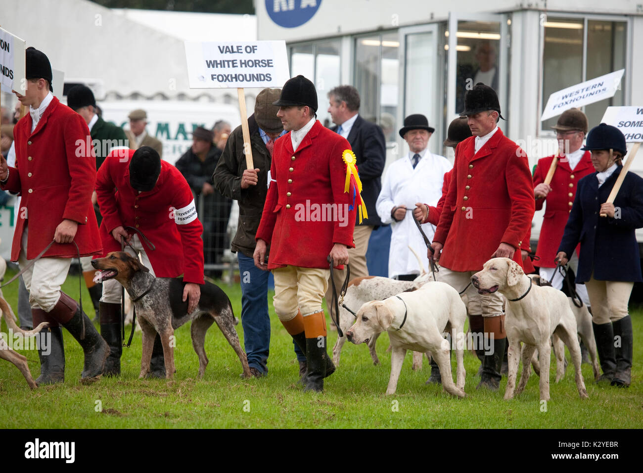 Huntsmen and Hounds at the Honiton Show Stock Photo - Alamy
