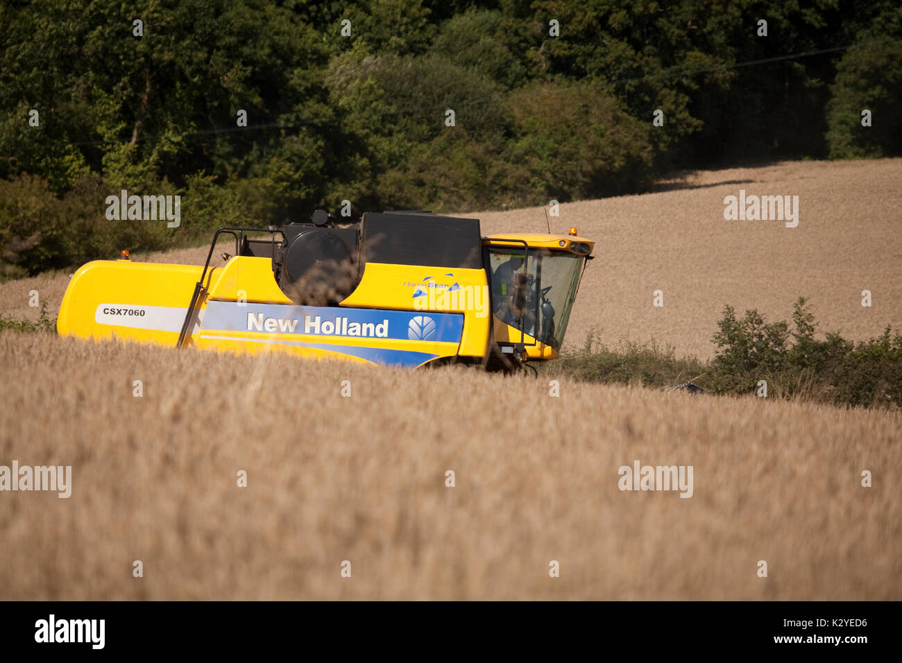 Barley, barley combine harvester Stock Photo - Alamy