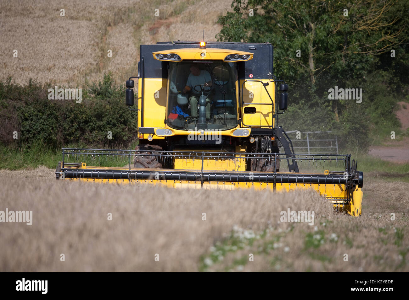 Barley, barley combine harvester Stock Photo - Alamy