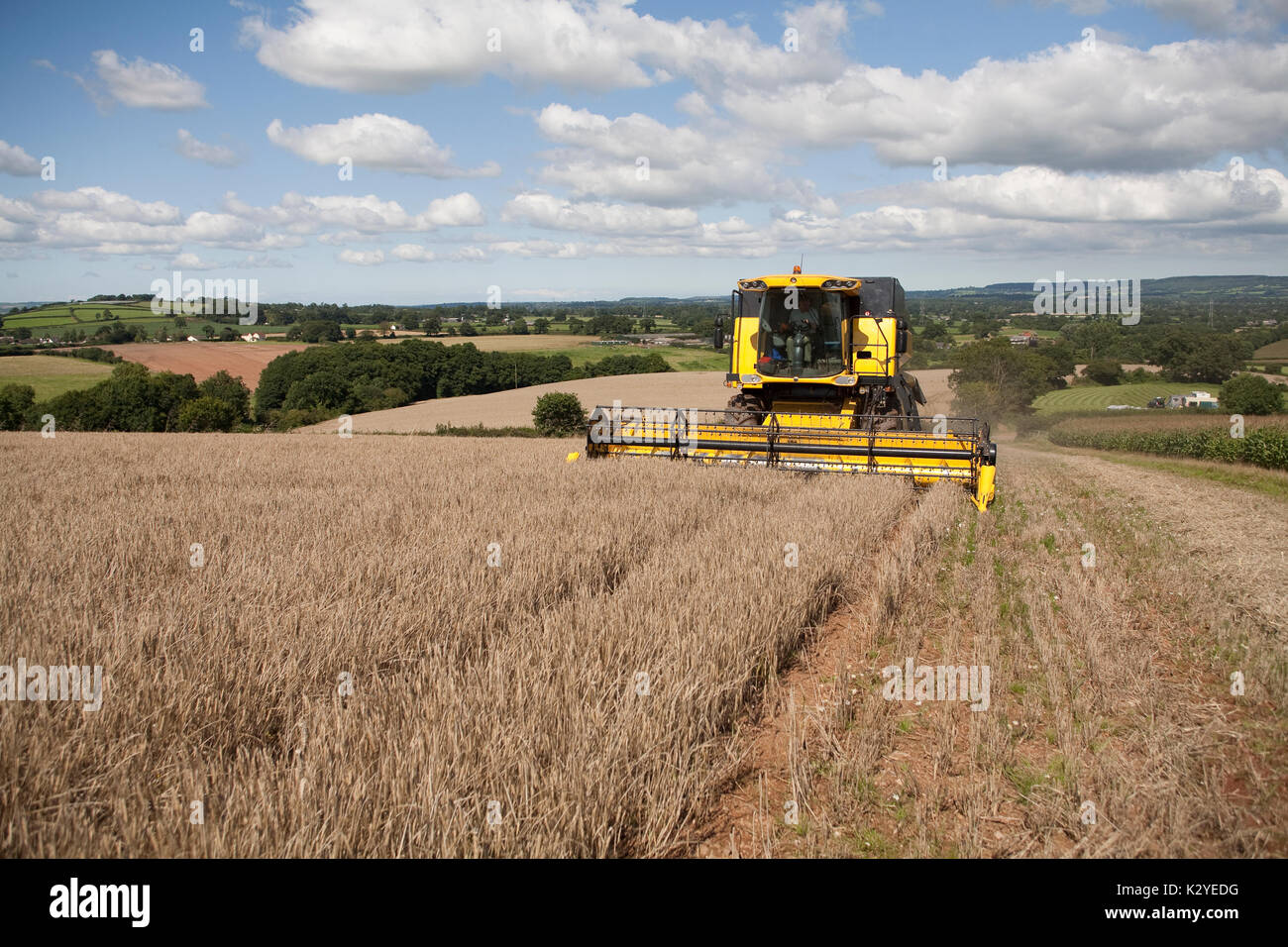 Barley, barley combine harvester Stock Photo - Alamy