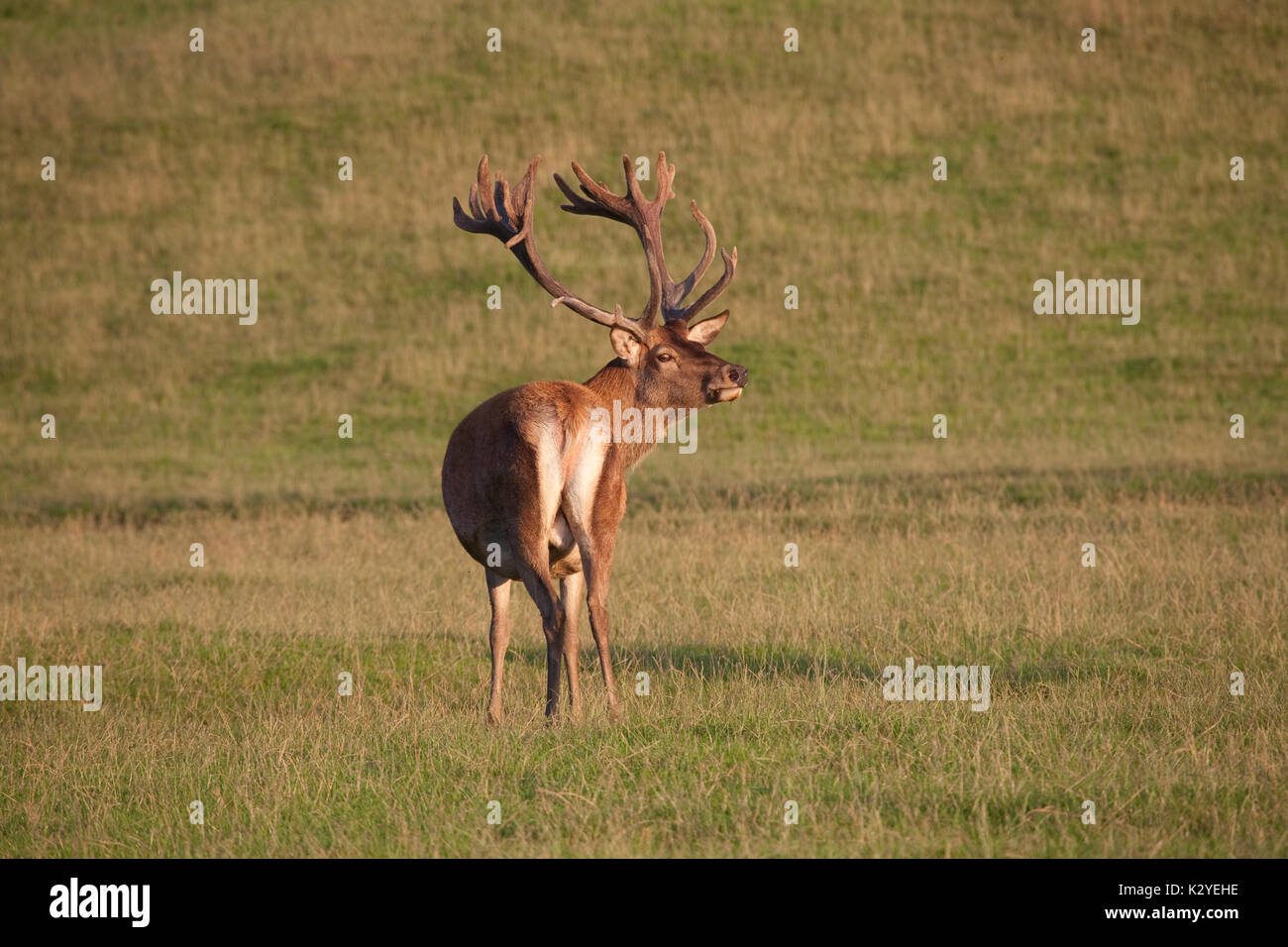 Farmed deer hi-res stock photography and images - Alamy