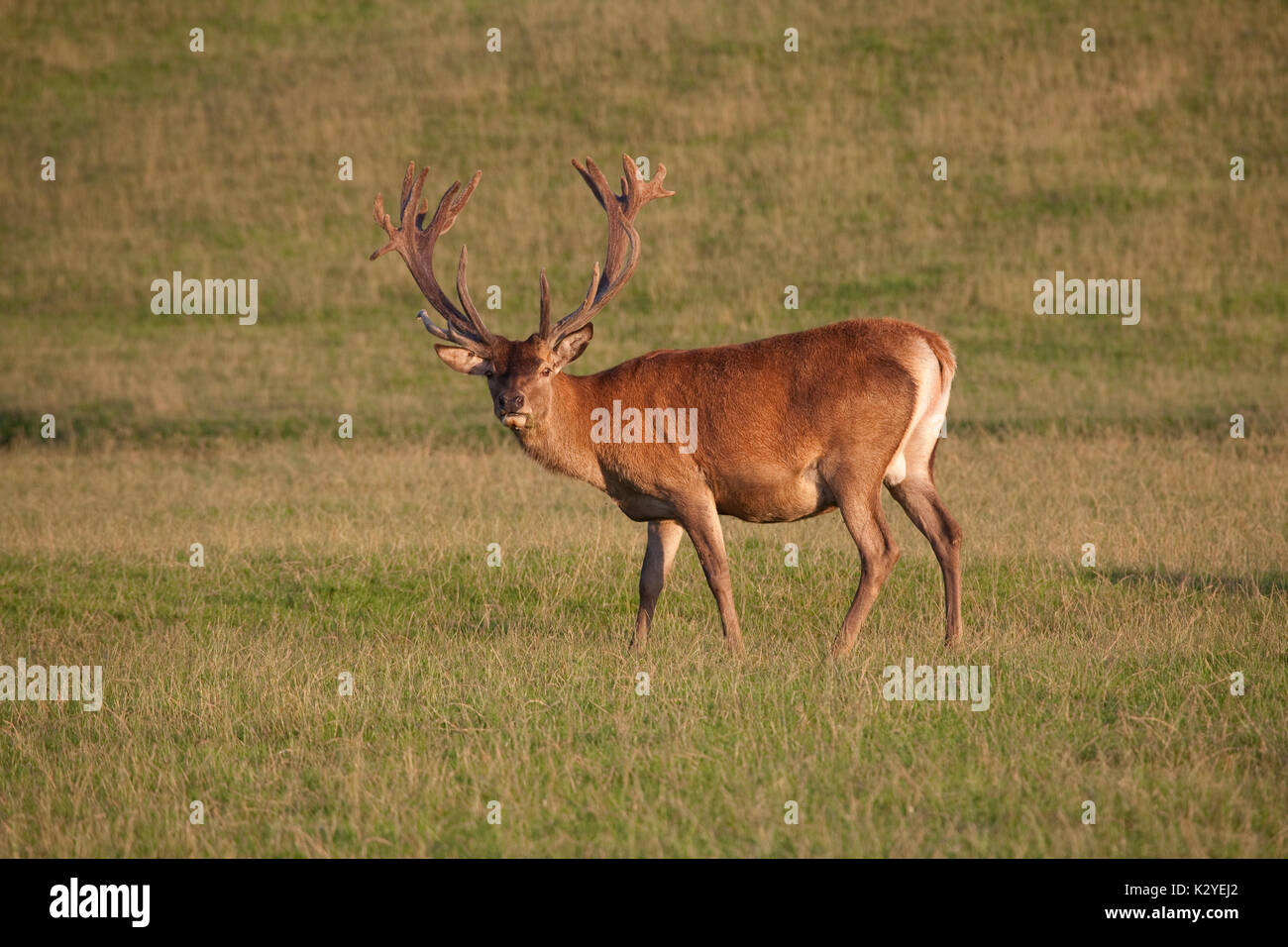 Devon deer hi-res stock photography and images - Alamy