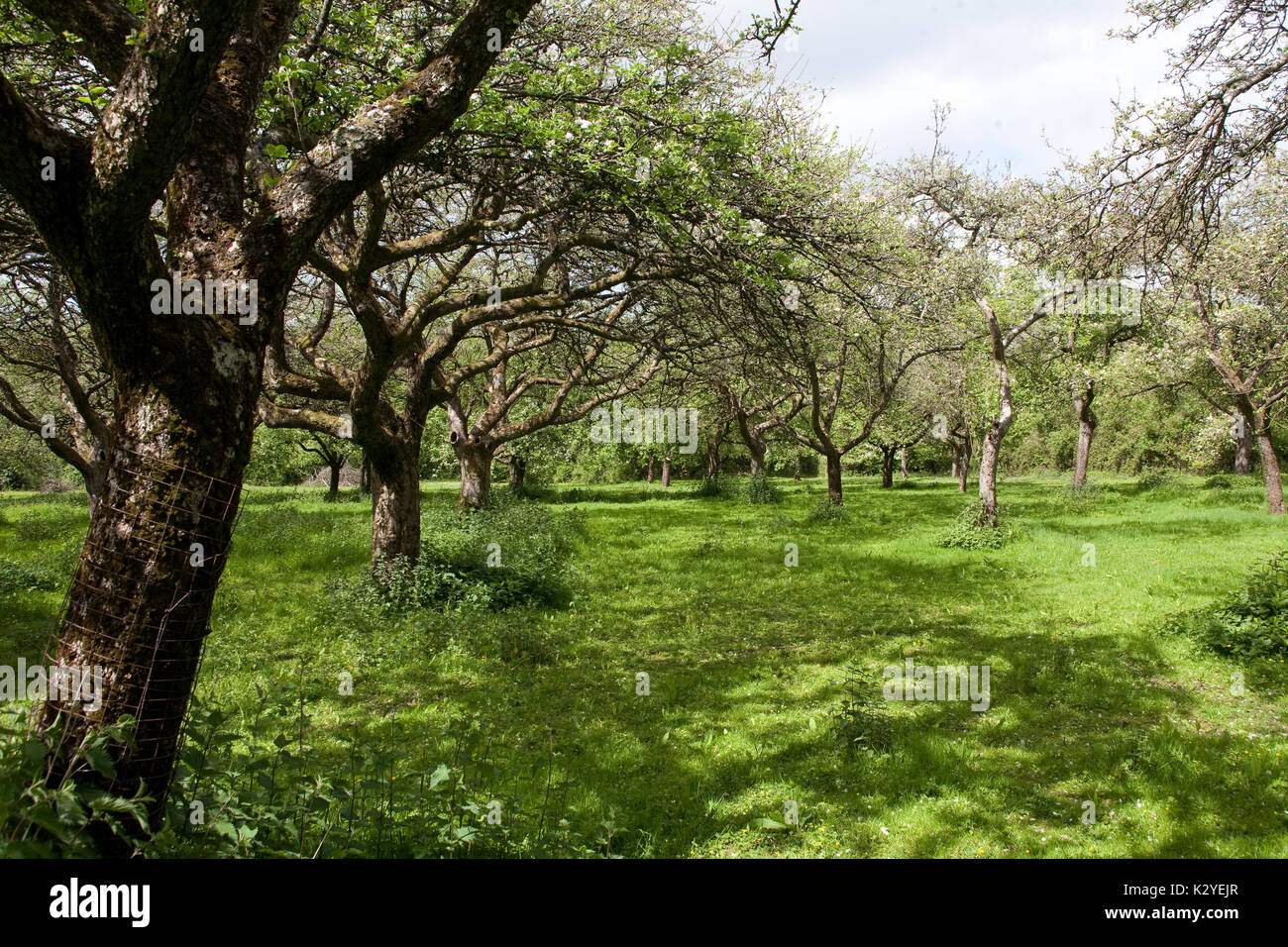 Whiteways Cider apple orchard in Spring flowering blossom May Stock ...