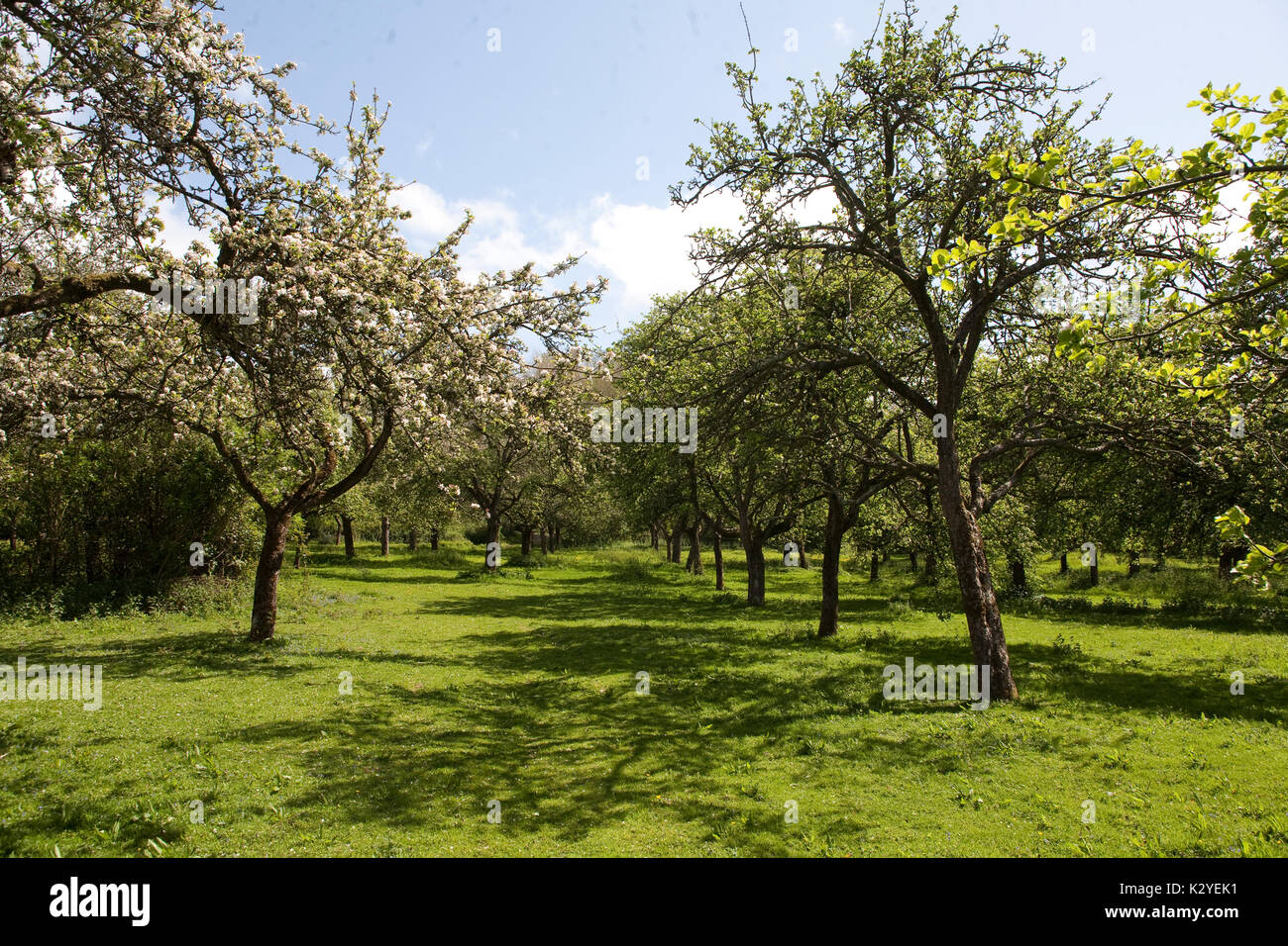 Whiteways Cider apple orchard in Spring flowering blossom May Stock ...