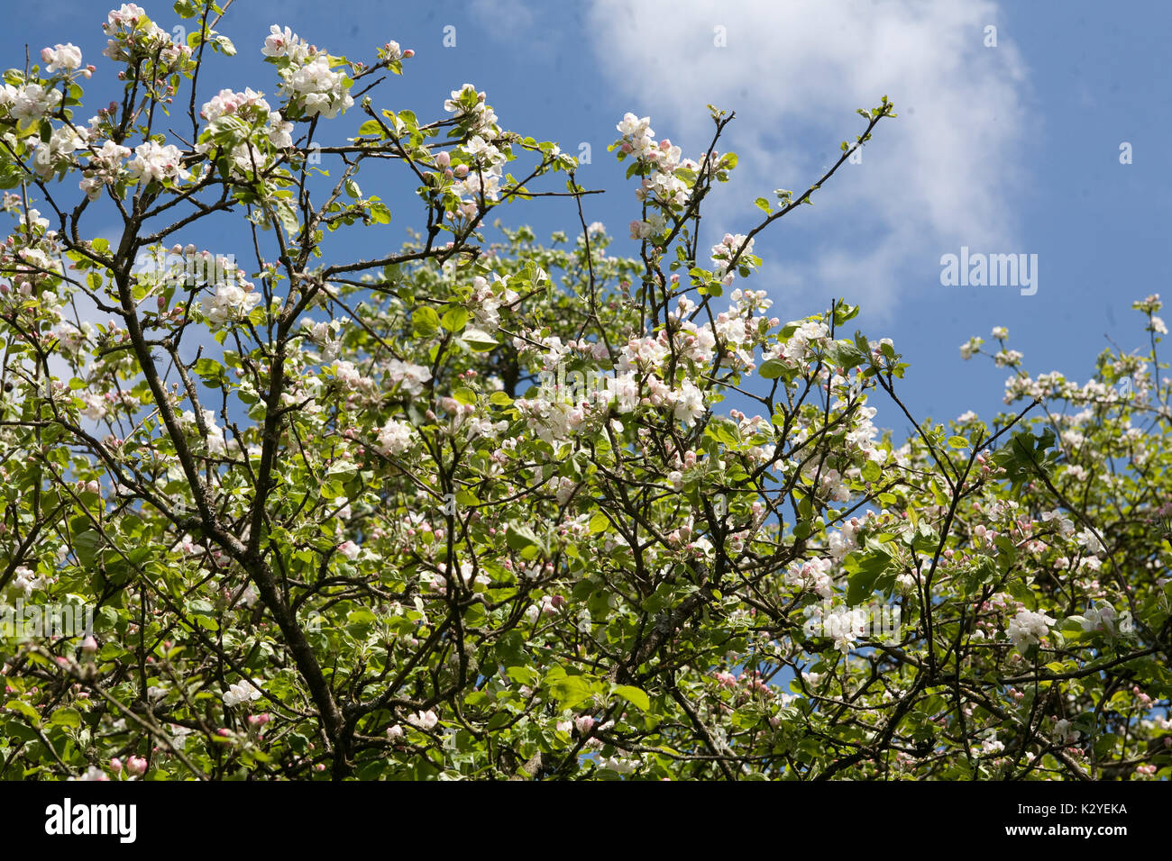 Whiteways High Resolution Stock Photography and Images - Alamy