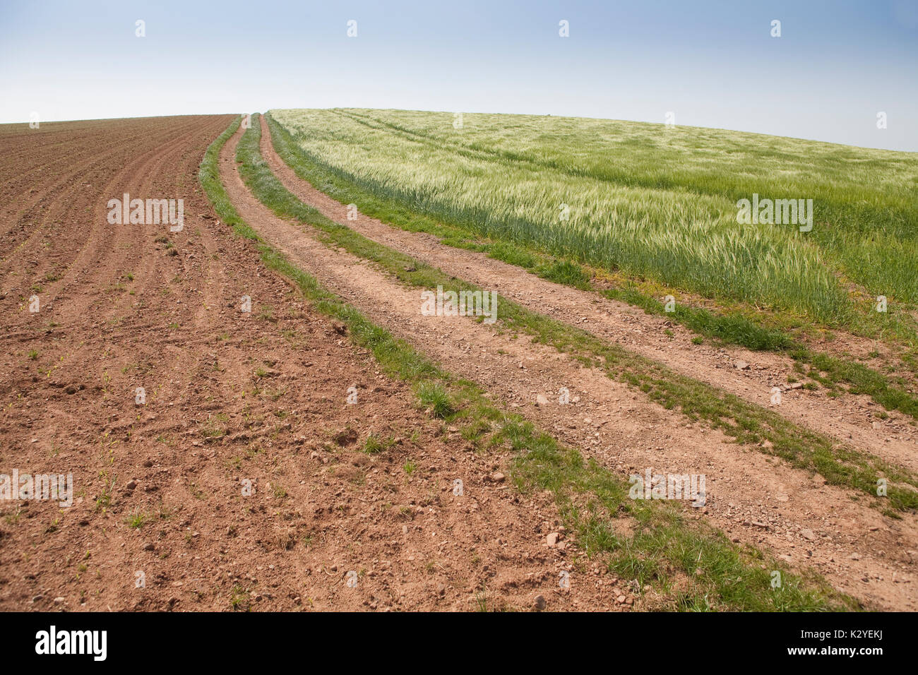 Barley fields in various stages of growth Stock Photo - Alamy