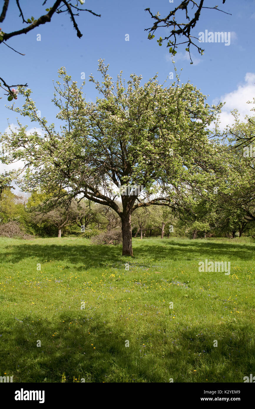 Whiteways Cider apple orchard in Spring flowering blossom May Stock ...